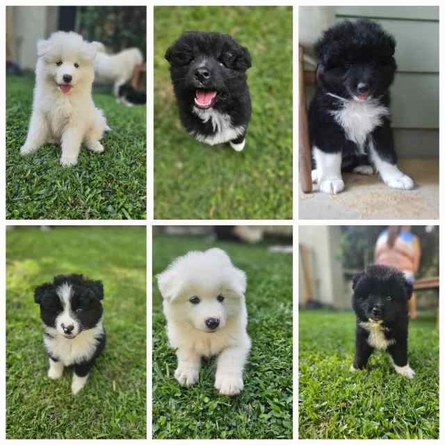 Meet our 🐾Samollies🐾 Samoyed x Border Collie | Dogs & Puppies | Gumtree ...