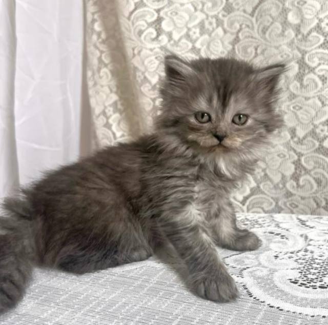 Exotic Persian X Ragdoll kittens | Cats & Kittens | Gumtree Australia ...