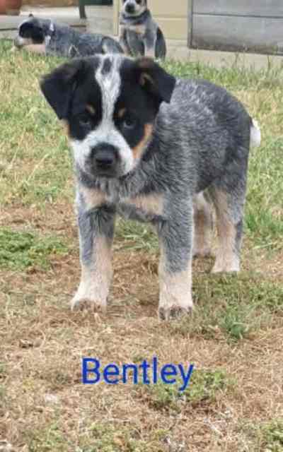 Blue heeler puppies | Dogs & Puppies | Gumtree Australia Walcha Area ...
