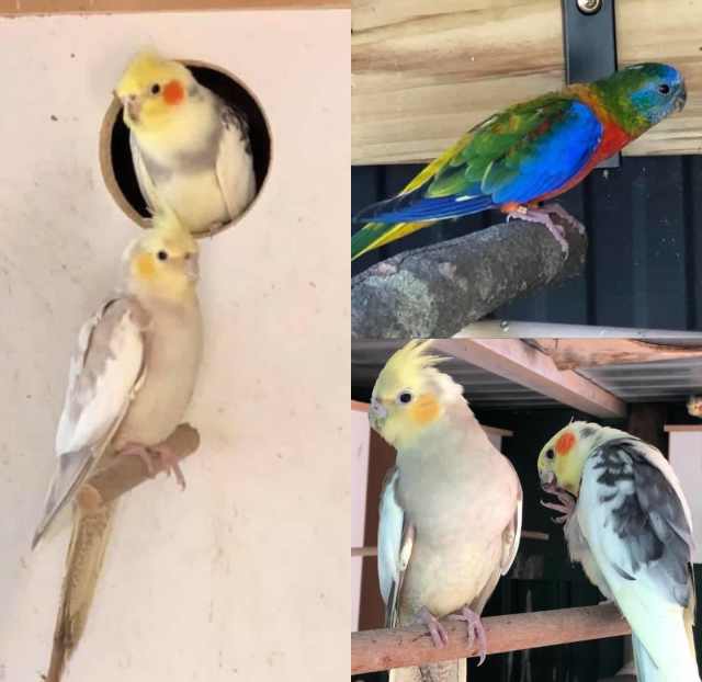 BREEDING PAIR OF COCKATIELS SCARLET TURQUOISE PARROT QUARRIONS BIRD ...