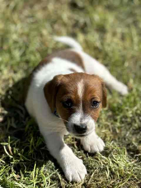 Foxy Russell puppies | Dogs & Puppies | Gumtree Australia Cessnock Area ...