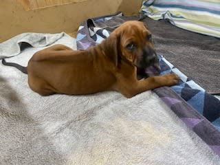 Pure Breed Rhodesian Ridgeback Puppies for Sale- $2300 | Dogs & Puppies ...