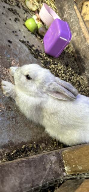 Mini lop | Rabbits | Gumtree Australia Wyndham Area - Hoppers Crossing ...