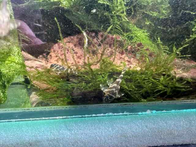 Rare L340 mega clown Pleco fry | Fish | Gumtree Australia Hurstville ...