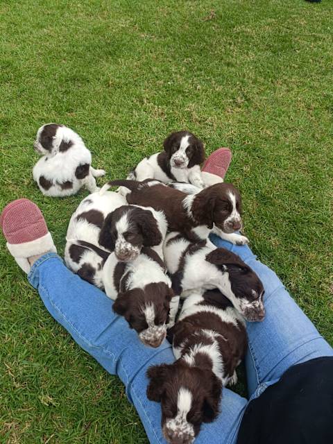Purebred English Springer Spaniel Puppies | Dogs & Puppies | Gumtree ...