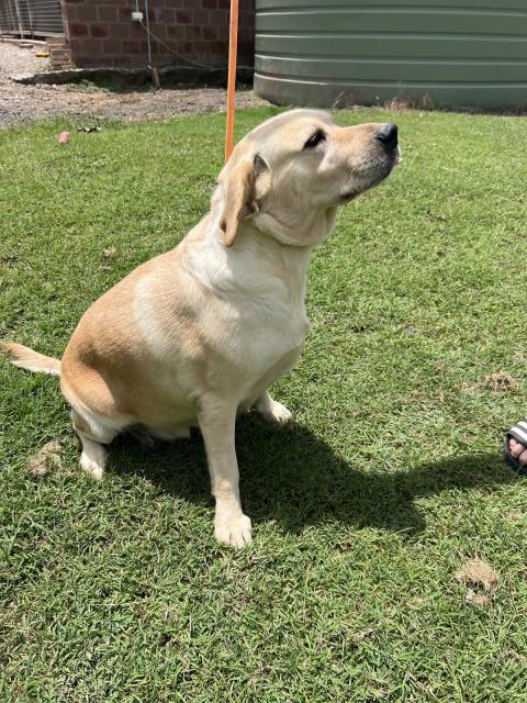 Labrador Dog | Dogs & Puppies | Gumtree Australia Logan Area - Park ...