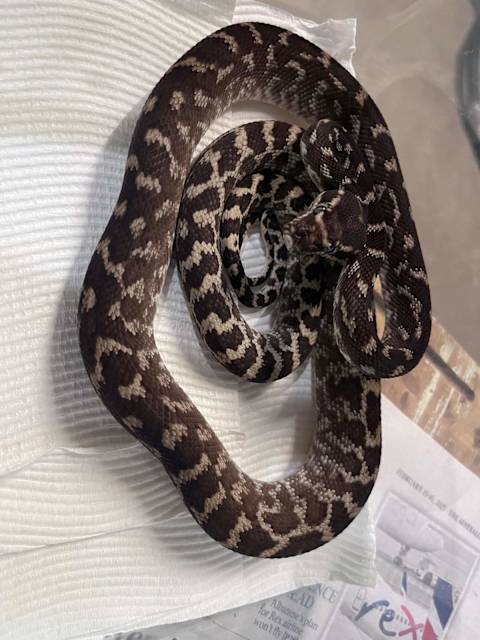 Rough Scaled pythons 18 months old | Reptiles & Amphibians | Gumtree ...