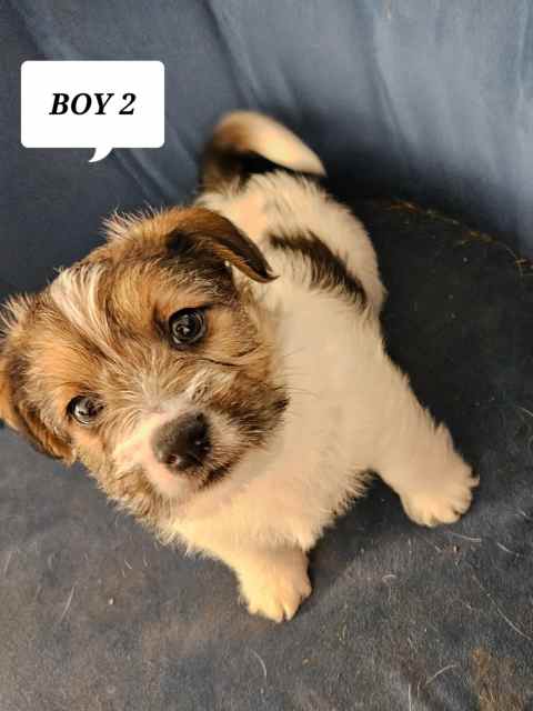 Pure Jack Russell puppies | Dogs & Puppies | Gumtree Australia ...