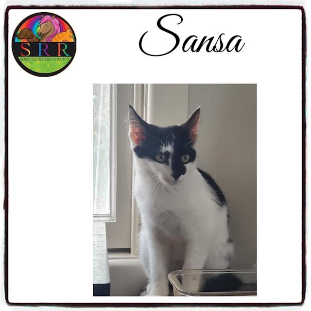 Sansa - Soquilichi Rescue Ranch | Cats & Kittens | Gumtree Australia ...