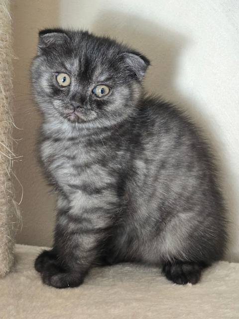 Scottish fold kitten purebreed | Cats & Kittens | Gumtree Australia ...