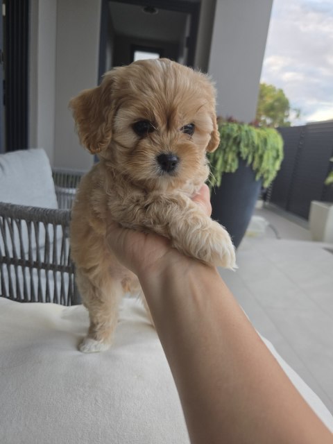 Adorable Toy Cavoodle F2 Puppies – All sold out | Dogs & Puppies ...