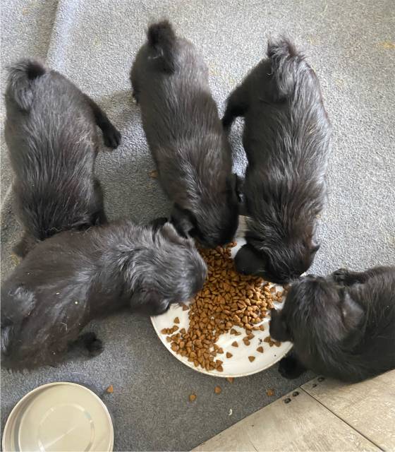 The perfect family pup a pugapoo | Dogs & Puppies | Gumtree Australia ...