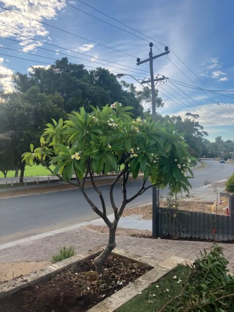 Beautiful Established Frangipani Tree – 2.8m x 2.8m Gorgeous, well-es ...