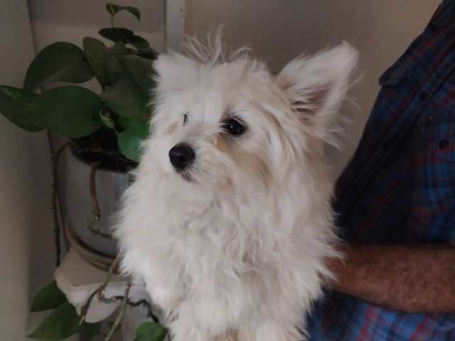 New bichonarian puppies | Dogs & Puppies | Gumtree Australia Hume Area ...