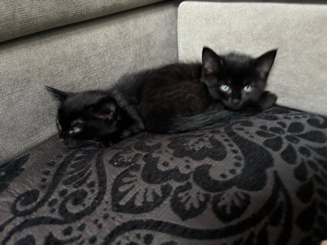 Siamese Cat and Black Kitten FREE | Cats & Kittens | Gumtree Australia ...
