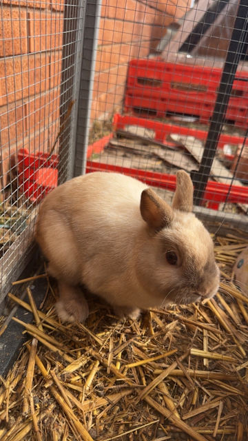 Baby rabbits | Rabbits | Gumtree Australia Liverpool Area - Austral ...