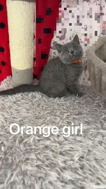 British shorthair kittens | Cats & Kittens | Gumtree Australia Cardinia ...