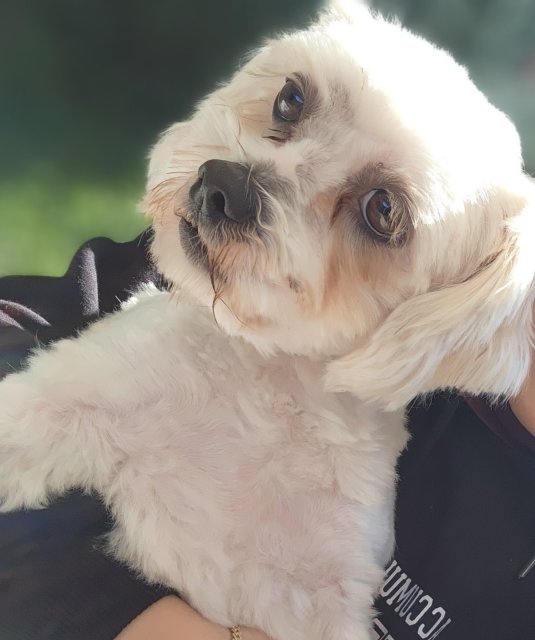 Coco -Maltese shih tzu | Dogs & Puppies | Gumtree Australia Penrith ...