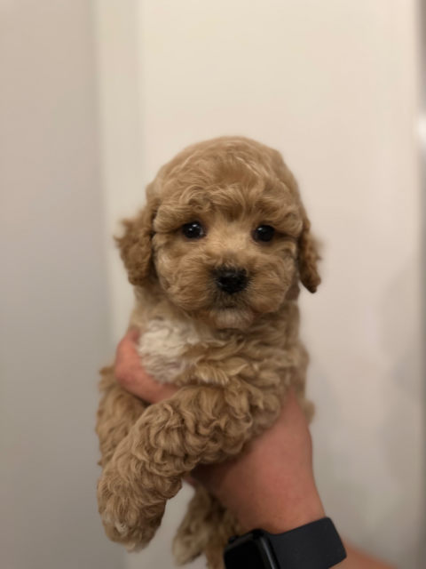 NEGOTIABLE Bichoodle ( Mini red poodle x Bichon Frise ) | Dogs ...