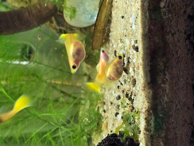 two full red albino females and a breeding colony of mini gold glass ...