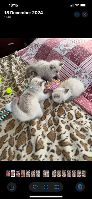 Stunning Ragdoll Blue point Ready to go. | Cats & Kittens | Gumtree ...