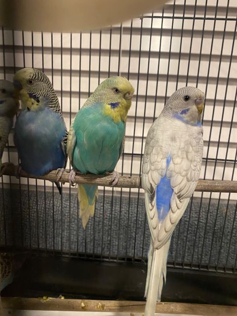Baby and young budgies | Birds | Gumtree Australia Clarence Area ...