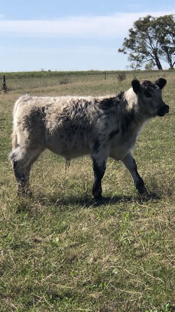 Miniature Speckled Galloway Bull calf | Livestock | Gumtree Australia ...