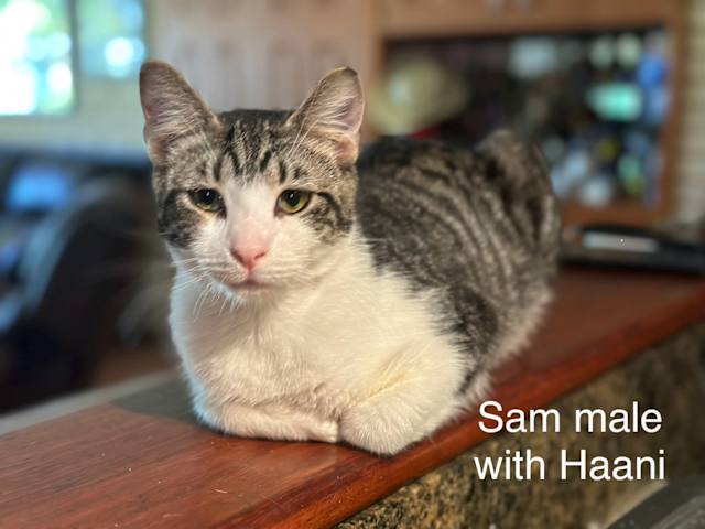 Sam - Perth Animal Rescue Inc vet work cat/kitten | Cats & Kittens ...