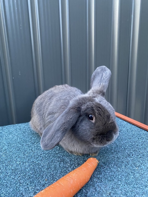 Mini lop bunny rabbits | Rabbits | Gumtree Australia Gosnells Area ...
