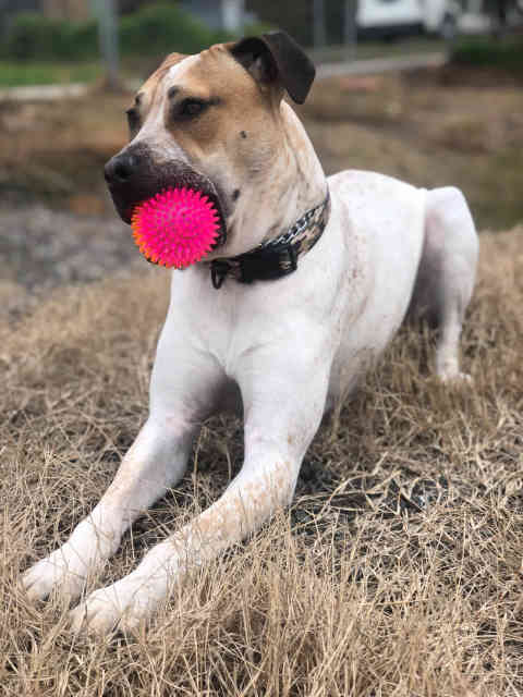 Stunning Bull Arab X sweet girl 🐾 DOG FRIENDLY 🐶 | Dogs & Puppies ...