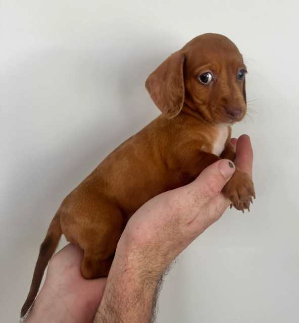 Miniature dashie puppies | Dogs & Puppies | Gumtree Australia Somerset ...