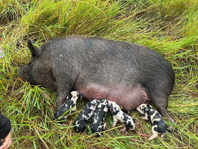 Piglets, sows, pig, Australian mini pig mix | Livestock | Gumtree ...