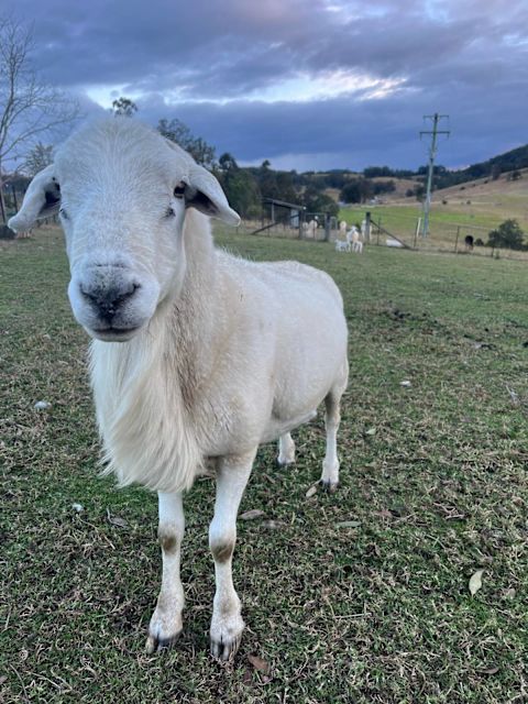 Aussie White Ram | Livestock | Gumtree Australia Greater Taree Area ...
