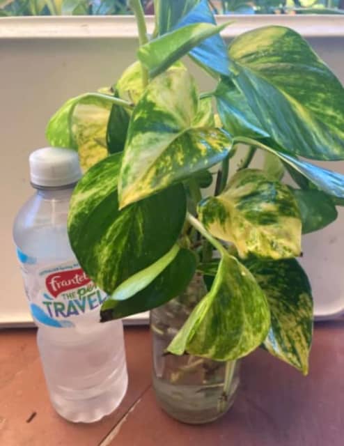 Pothos Vine growing in a bottle of water $5 each - Plants in Mount ...