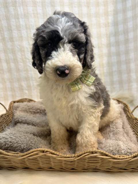 4 x Standard Poodles (Merle, Parti’s, DNA Clear) Free Delivery Sydney ...