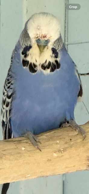 English Budgies | Birds | Gumtree Australia Kyogle Area - Kyogle ...