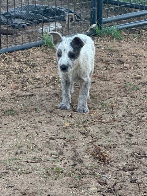 Wire Haired Smithfields | Dogs & Puppies | Gumtree Australia Gingin ...