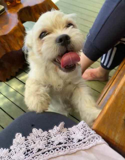 rehoming to loving home only | Dogs & Puppies | Gumtree Australia ...