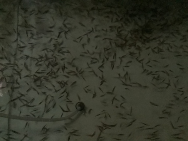 $1.40 each silver perch fingerlings | Fish | Gumtree Australia ...