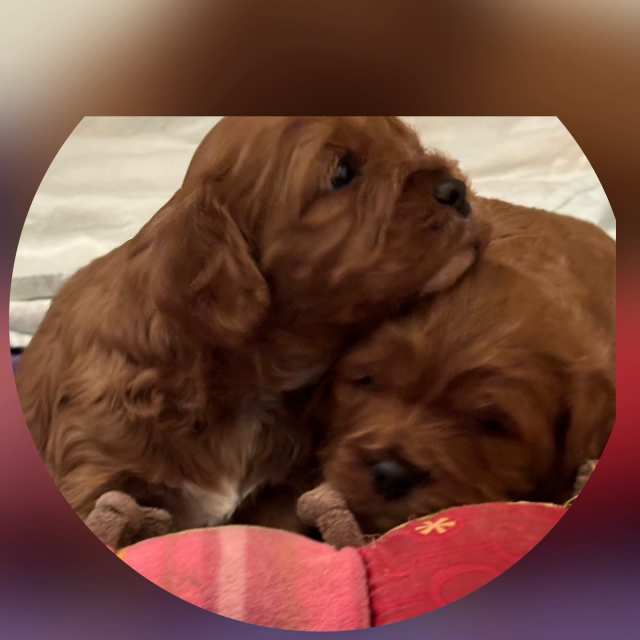 Adorable Small Ruby Cavoodle Puppies | Dogs & Puppies | Gumtree ...