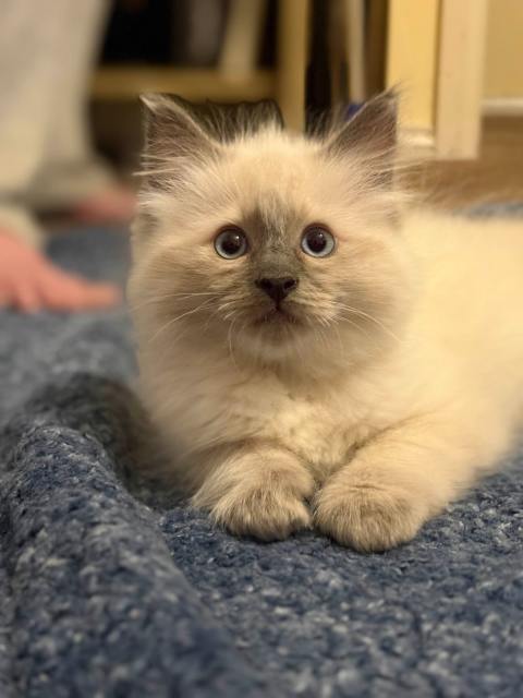 4 PURE BLUE RAGDOLL KITTENS | Cats & Kittens | Gumtree Australia ...