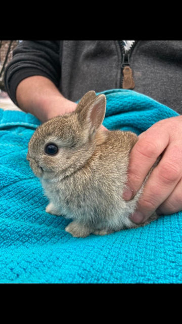 Dwarf baby Rabbit Male | Rabbits | Gumtree Australia Casey Area - Narre ...