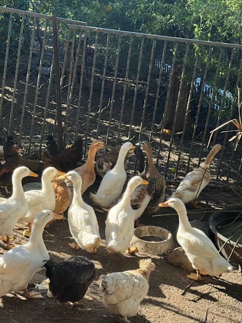 Indian runner and pekin ducks | Livestock | Gumtree Australia ...