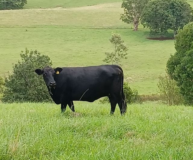 Angus Cows | Livestock | Gumtree Australia Nambucca Area - Congarinni ...