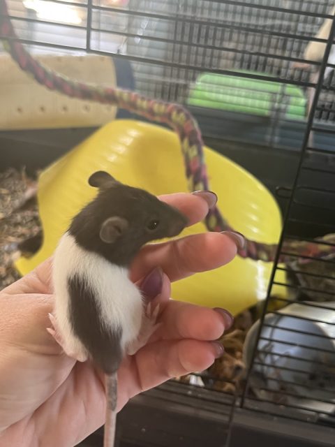 Baby Pet Rats | Other Pets | Gumtree Australia Maroochydore Area ...