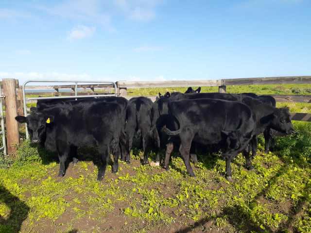 ANGUS HEIFERS AN ANGUS X FRIESIAN HEIFERS | Livestock | Gumtree ...