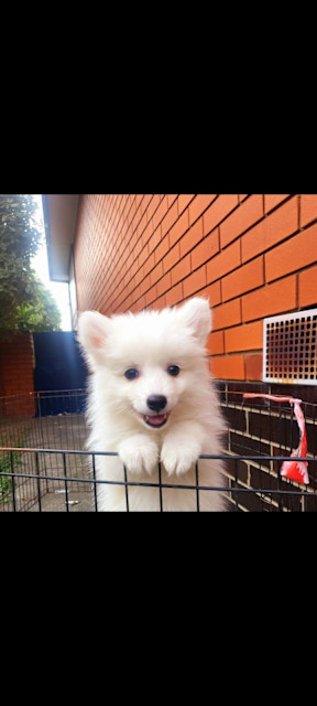 Pure Breed Japanese spitz pups | Dogs & Puppies | Gumtree Australia ...
