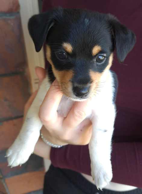 Mini Foxie puppies (Mini Foxy) | Dogs & Puppies | Gumtree Australia ...