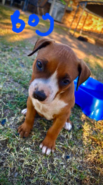 Ridgeback Cross Pups | Dogs & Puppies | Gumtree Australia Southern ...