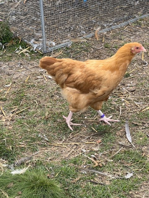 Buff Orpington Pullets | Livestock | Gumtree Australia Queanbeyan Area ...